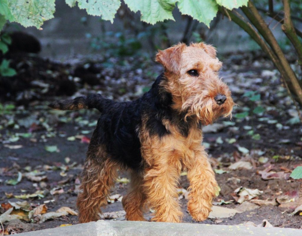 Welsh Terrier Vendre